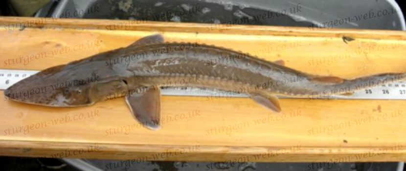 Sturgeon Species: Sturgeon Web: